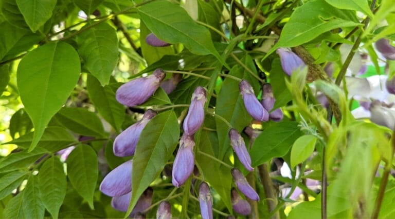 19 Plants with Ornamental Seed Pods
