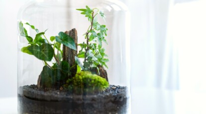15 Unique Terrarium Design Ideas You Should Try