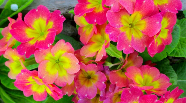 21 Neon Colored Plants for a Bright Outdoor Garden