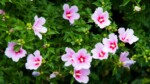 17 Gorgeous Varieties of Rose of Sharon for Your Garden