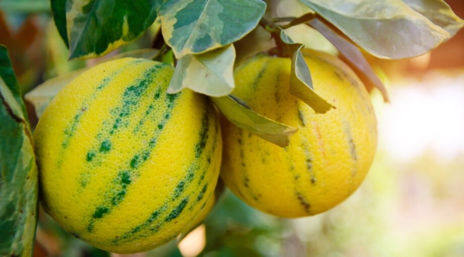 17 Citrus Trees Perfect for Growing in Indoor Containers
