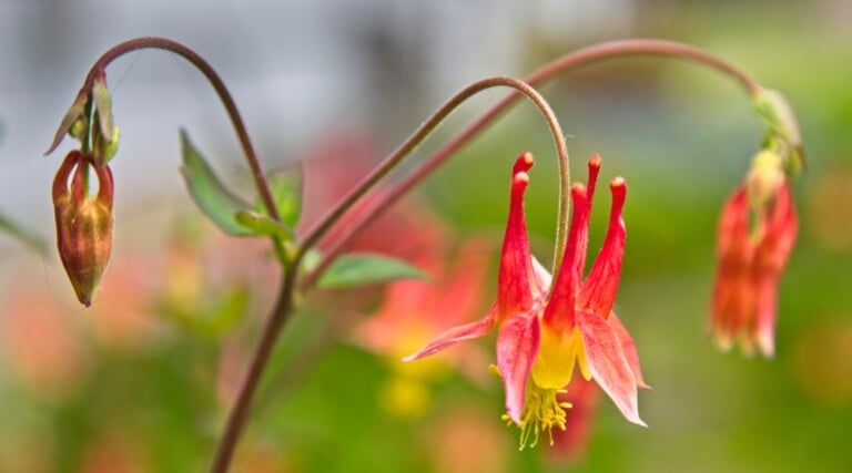 How to Plant, Grow, and Care for Wild Columbine