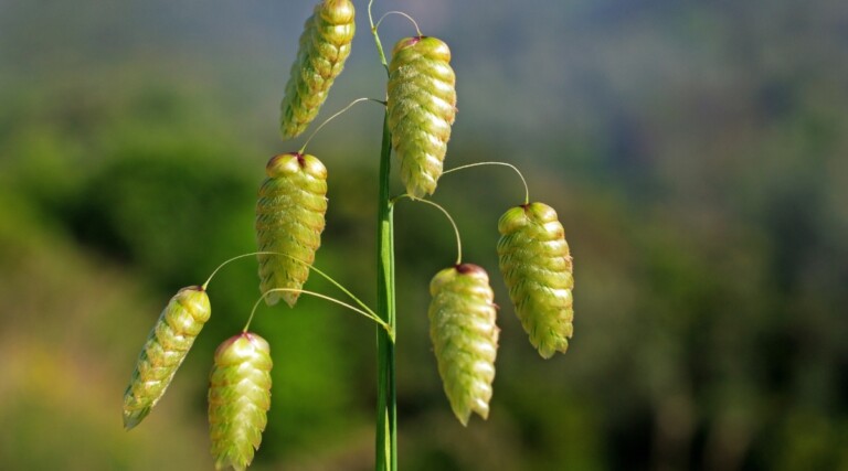 19 Plants with Ornamental Seed Pods
