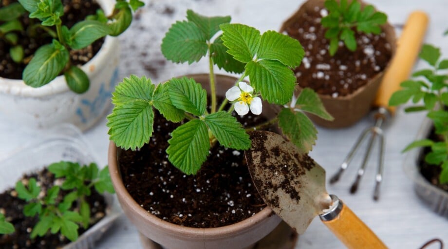 How to Plant, Grow, and Care for Pineberries