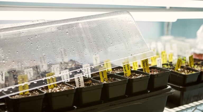 How to Use Grow Lights for Seed Starting