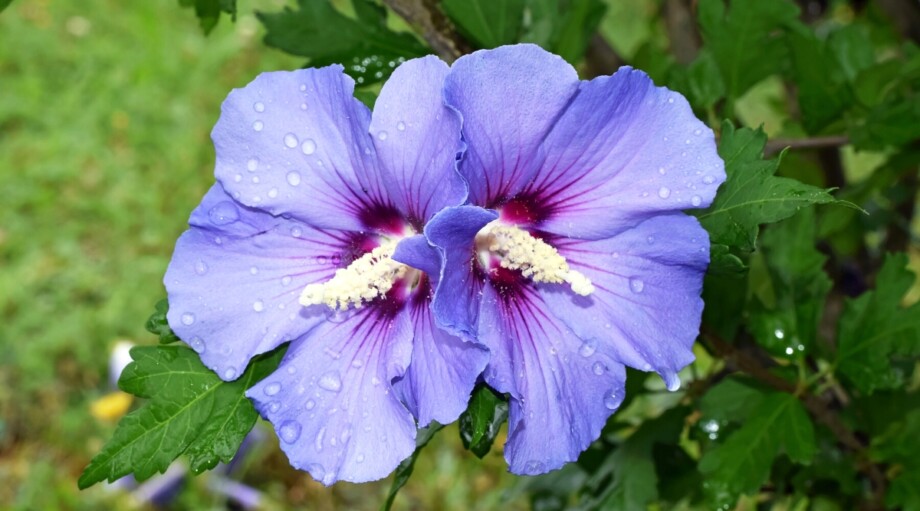 17 Gorgeous Varieties of Rose of Sharon for Your Garden