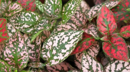 How to Plant, Grow, and Care for Polka Dot Plants