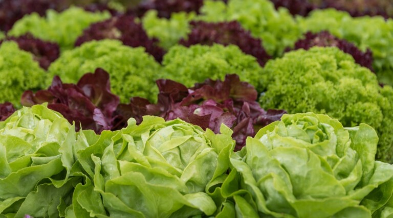 How to Grow your Own Salad Garden