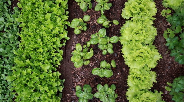 How to Grow your Own Salad Garden