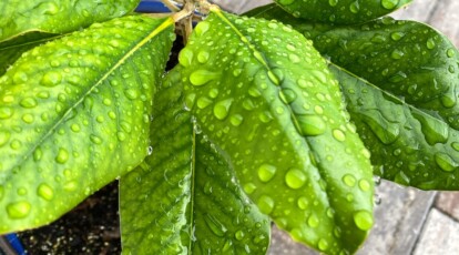 10 Tips For Growing Magnolias In Containers