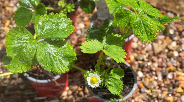 How to Plant, Grow, and Care for Pineberries
