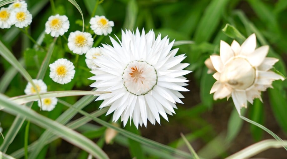 31 Self-Seeding Annuals for Effortless Garden Color