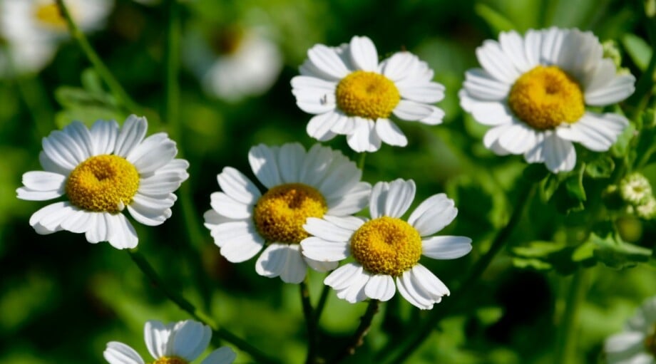 15 Flowering Perennials to Direct Seed this February