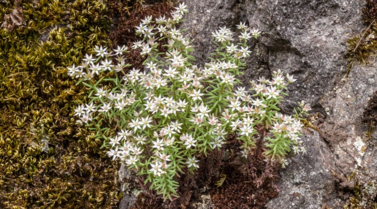 13 Best Stonecrop Varieties for Your Rock Garden