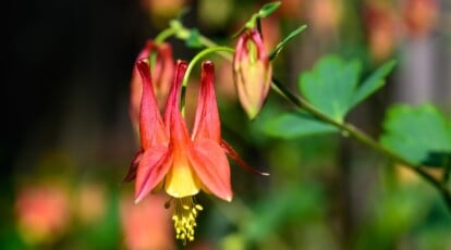 How to Plant, Grow, and Care for Wild Columbine