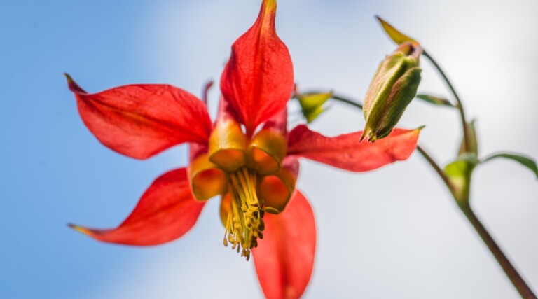 How to Plant, Grow, and Care for Wild Columbine