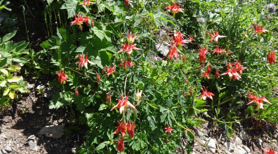 How to Plant, Grow, and Care for Wild Columbine