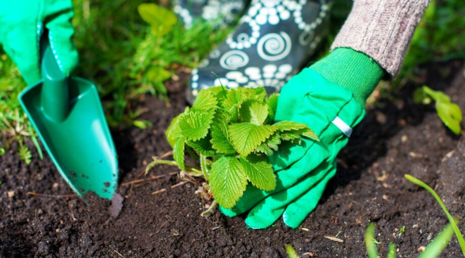 How to Plant, Grow, and Care for Pineberries