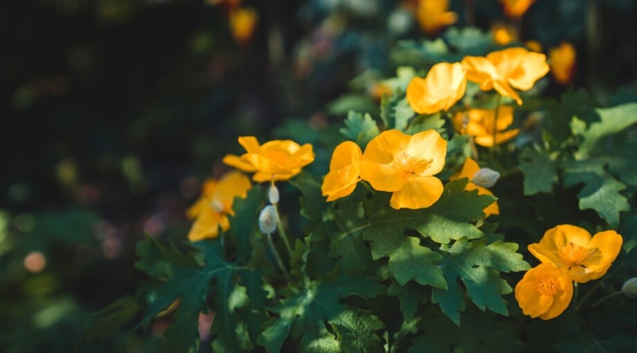How to Plant, Grow, and Care for Celandine Poppies