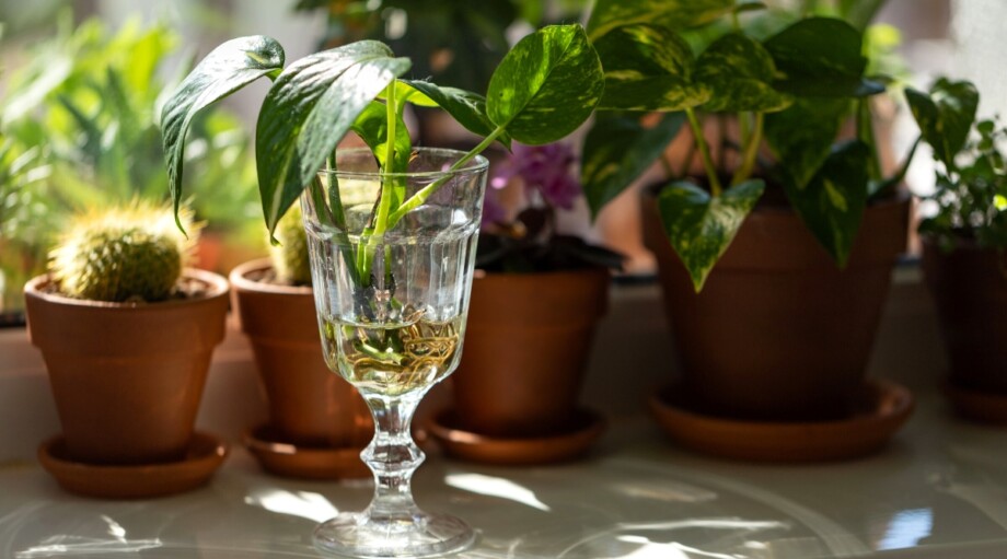 A Guide to Propagating Plants Using Stem Cuttings