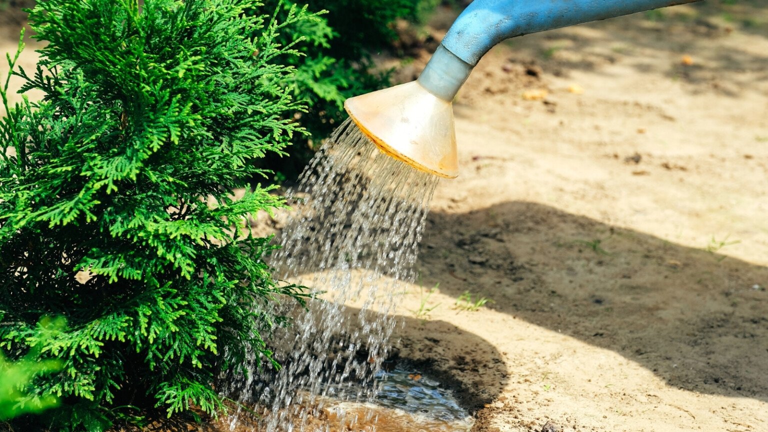 When and How to Fertilize Arborvitae