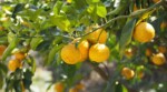 How to Plant, Grow, and Care for Yuzu