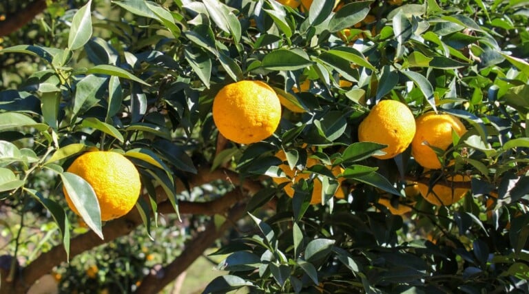 How to Plant, Grow, and Care for Yuzu