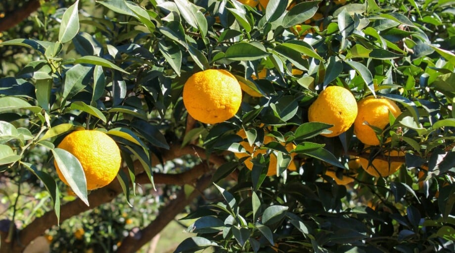 How to Plant, Grow, and Care for Yuzu