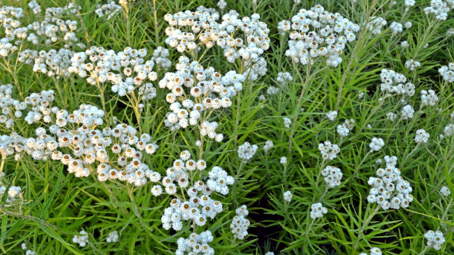 31 Native Plant Seeds to Sow in Protected Pots Now