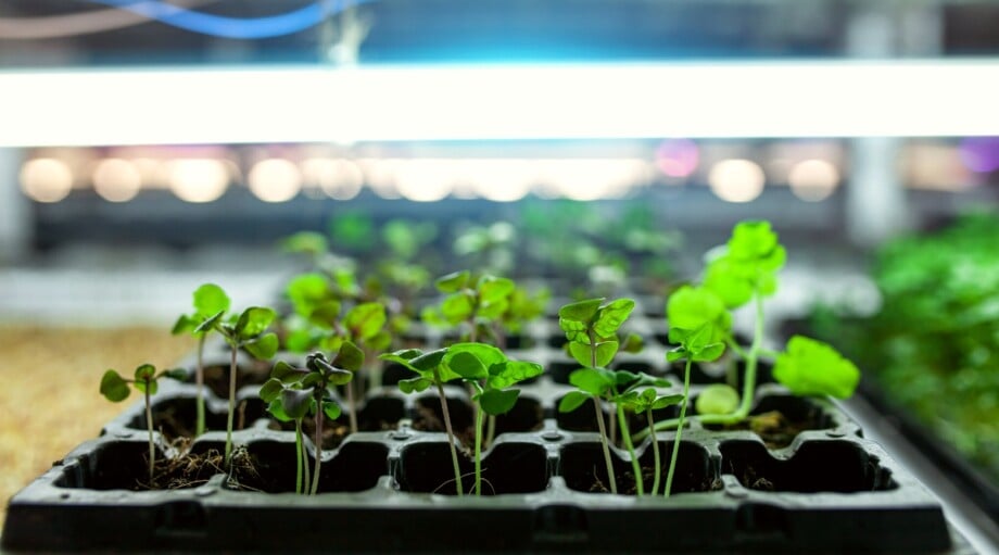 How to Use Grow Lights for Seed Starting