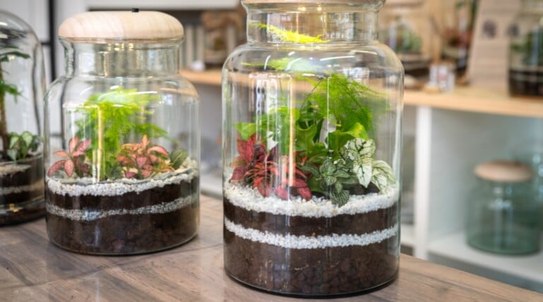 15 Unique Terrarium Design Ideas You Should Try – Nature's Gateway
