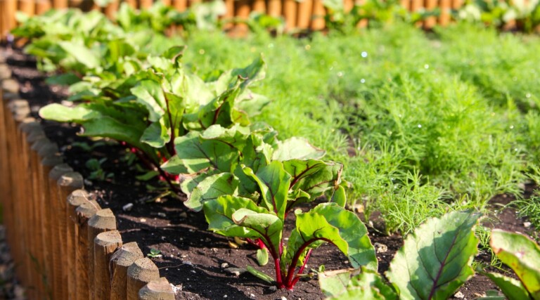 How to Start a Veggie Garden at Home