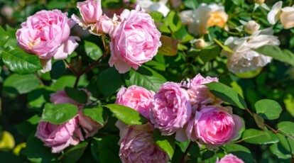 How to Plant, Grow, and Care for Old Garden Roses
