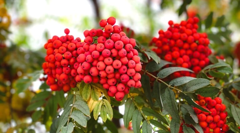 How to Plant, Grow, and Care for American Mountain Ash Trees