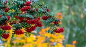 How to Plant, Grow, and Care for American Mountain Ash Trees