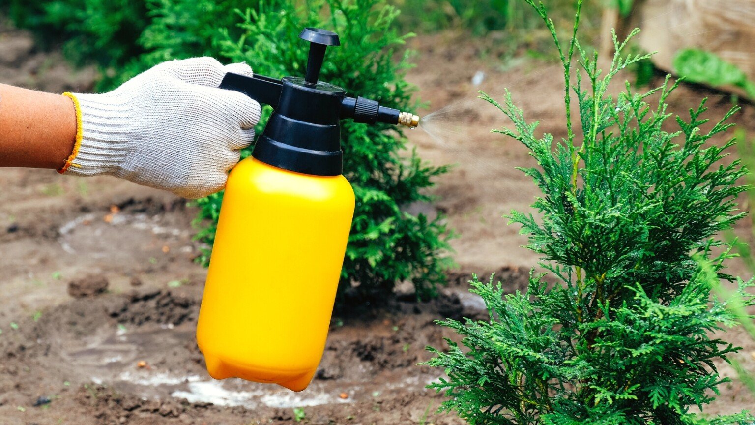 When and How to Fertilize Arborvitae