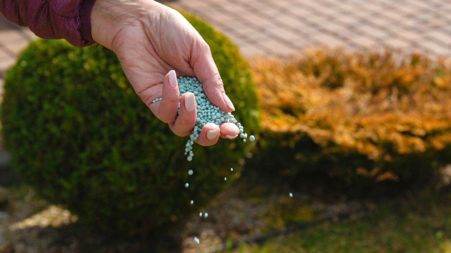 When and How to Fertilize Arborvitae