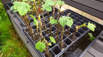 A Guide to Propagating Plants Using Stem Cuttings