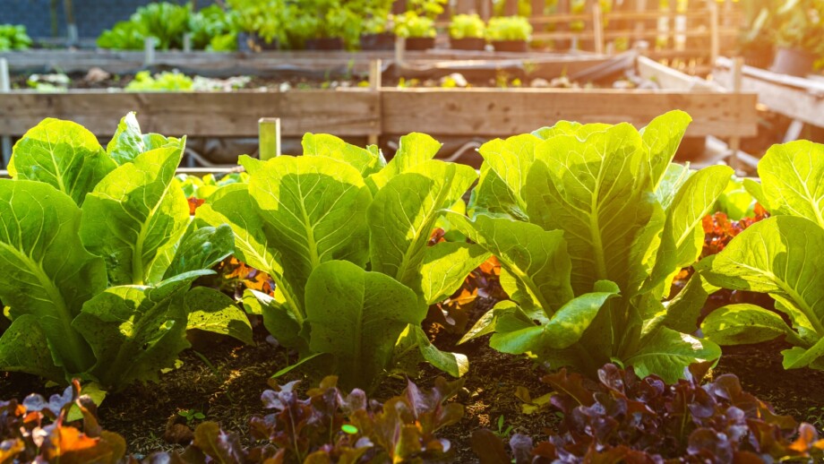 13 Ways to Make the Most of Your Short Growing Season