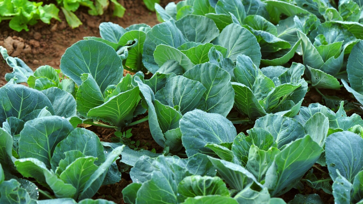 13 Ways to Make the Most of Your Short Growing Season