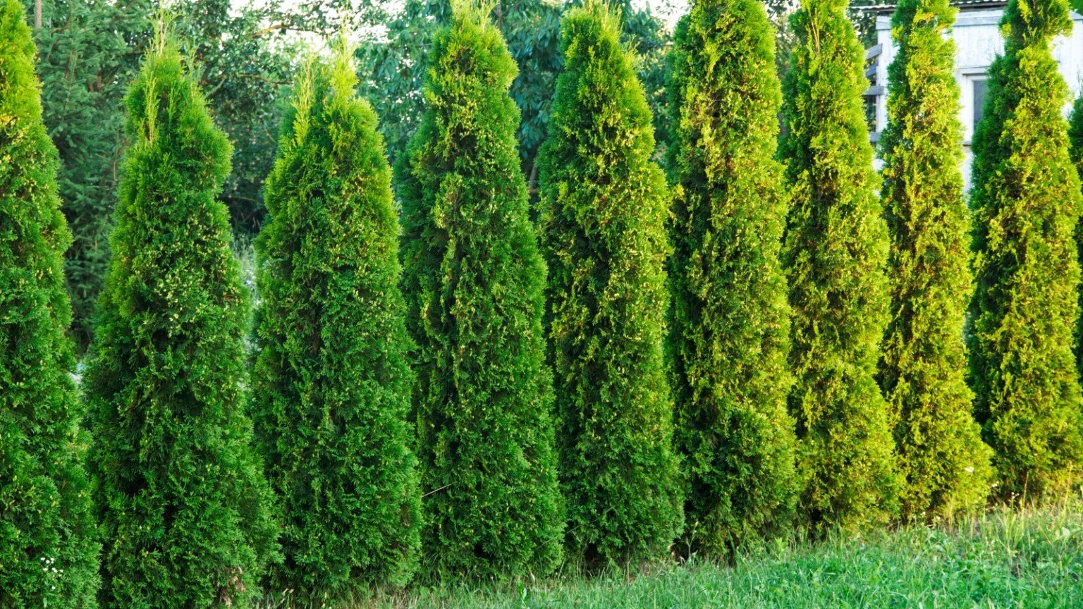 When and How to Fertilize Arborvitae