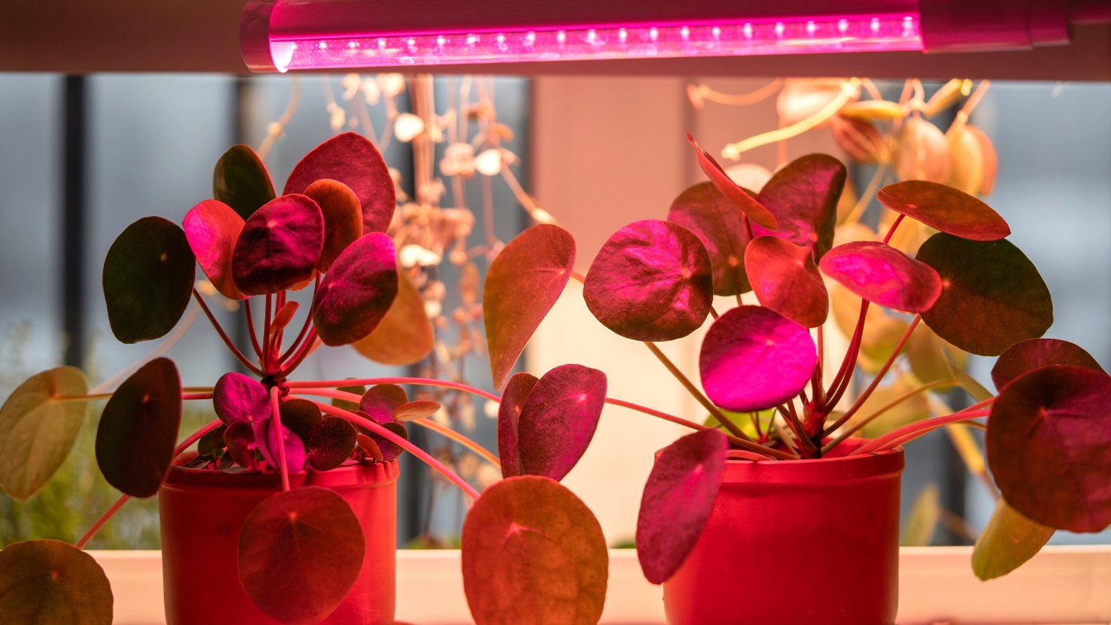 Using Grow Lights: 9 Expert Tips
