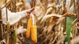 How To Grow Your Own Popcorn