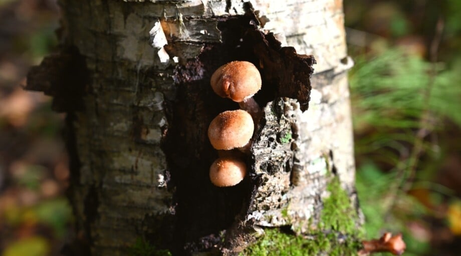 Honey Fungus: Identification and Management