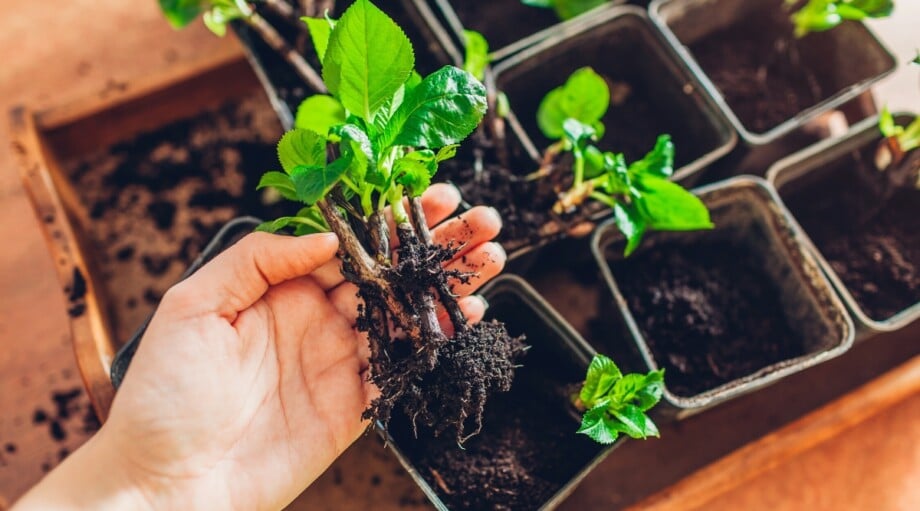 A Guide to Propagating Plants Using Stem Cuttings