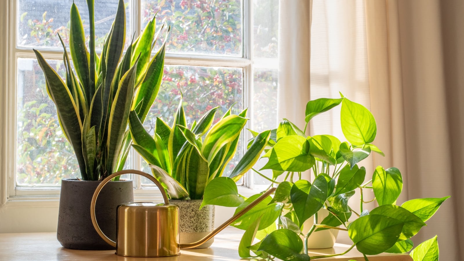A Comprehensive Guide to Lighting For Houseplants
