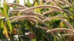 Avoid Planting These 11 Invasive Ornamental Grasses