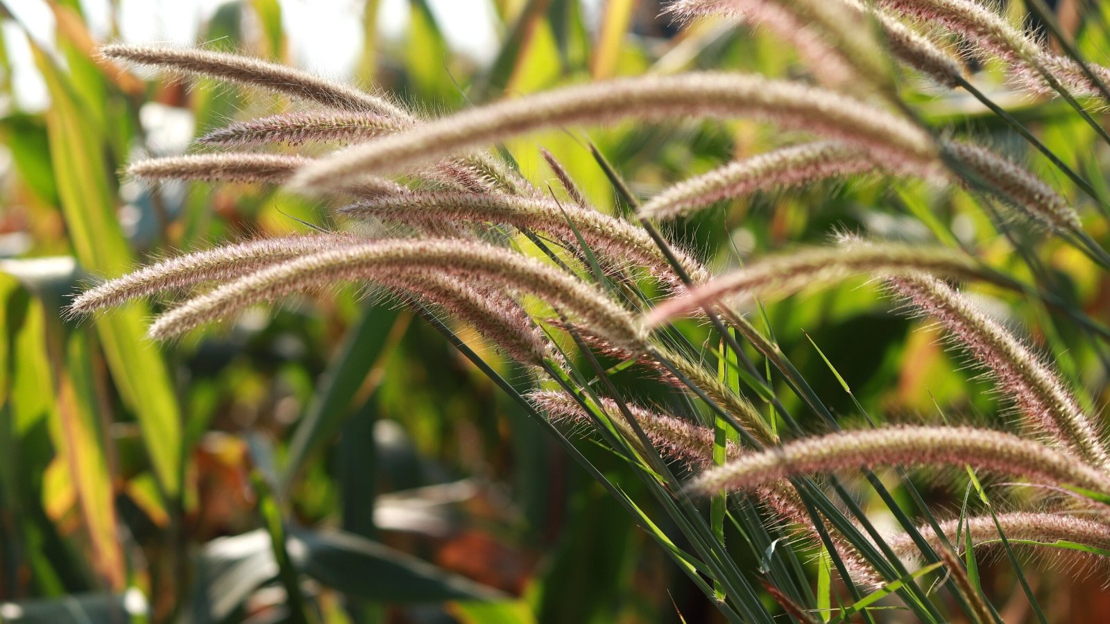 Invasive Tall Grasses