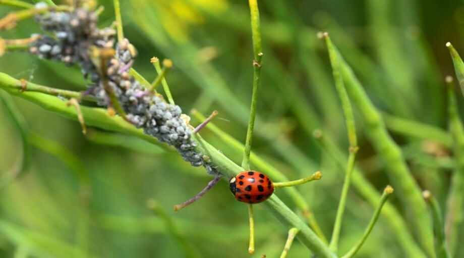 How to Identify, Prevent, and Treat Sooty Mold in the Garden