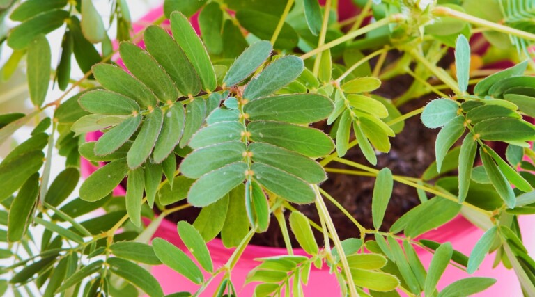 How to Plant, Grow, and Care for Sensitive Plants (Mimosa Pudica)